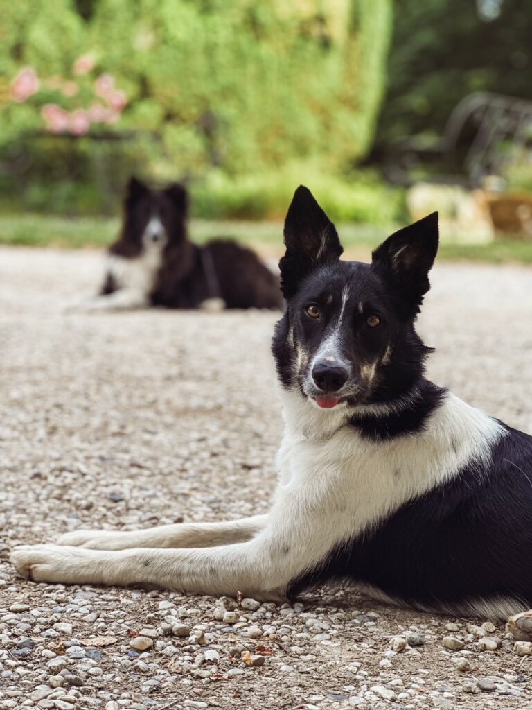Truffle - Château Lamothe de Haux