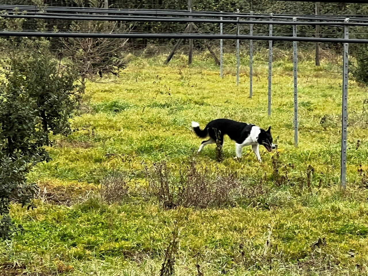 Truffle - Château Lamothe de Haux